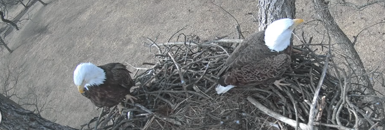 Name Our Eagles | GEORGE MIKSCH SUTTON AVIAN RESEARCH CENTER INC