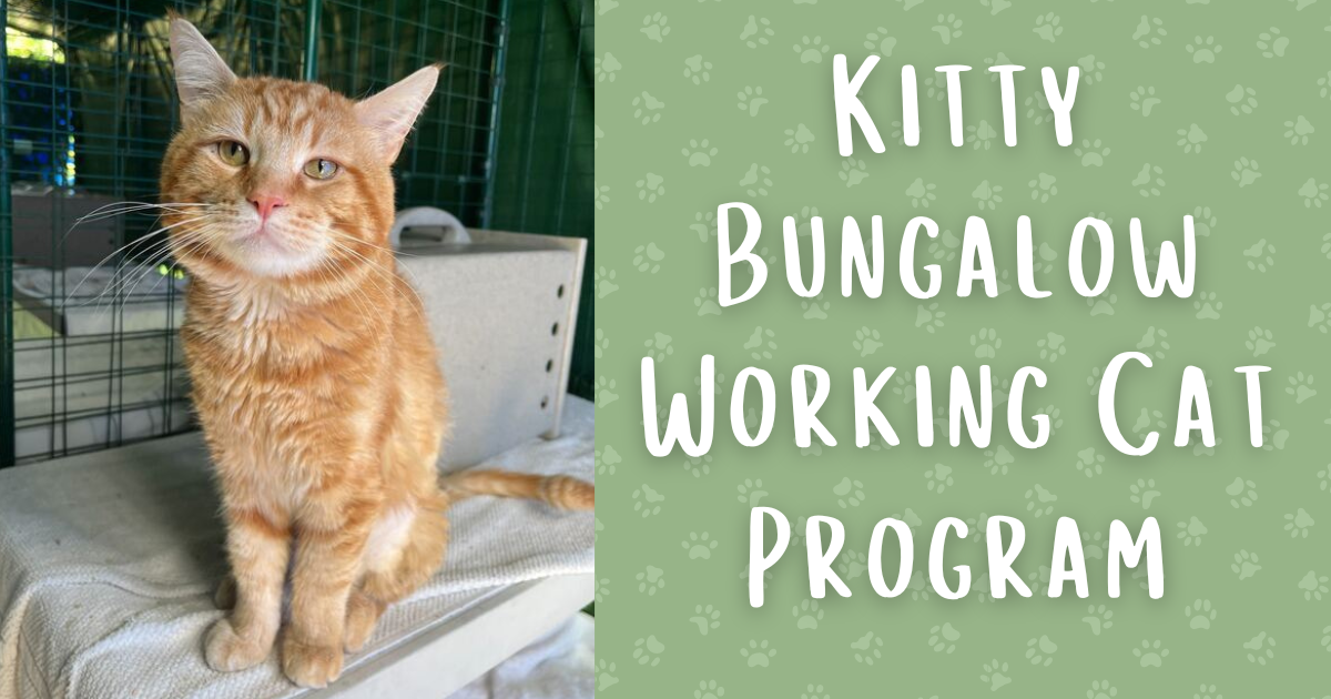 Working Cat Fundraiser | Kitty Bungalow