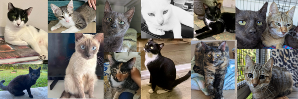Help Fly Cats from Hawaii to Utah to Save Lives