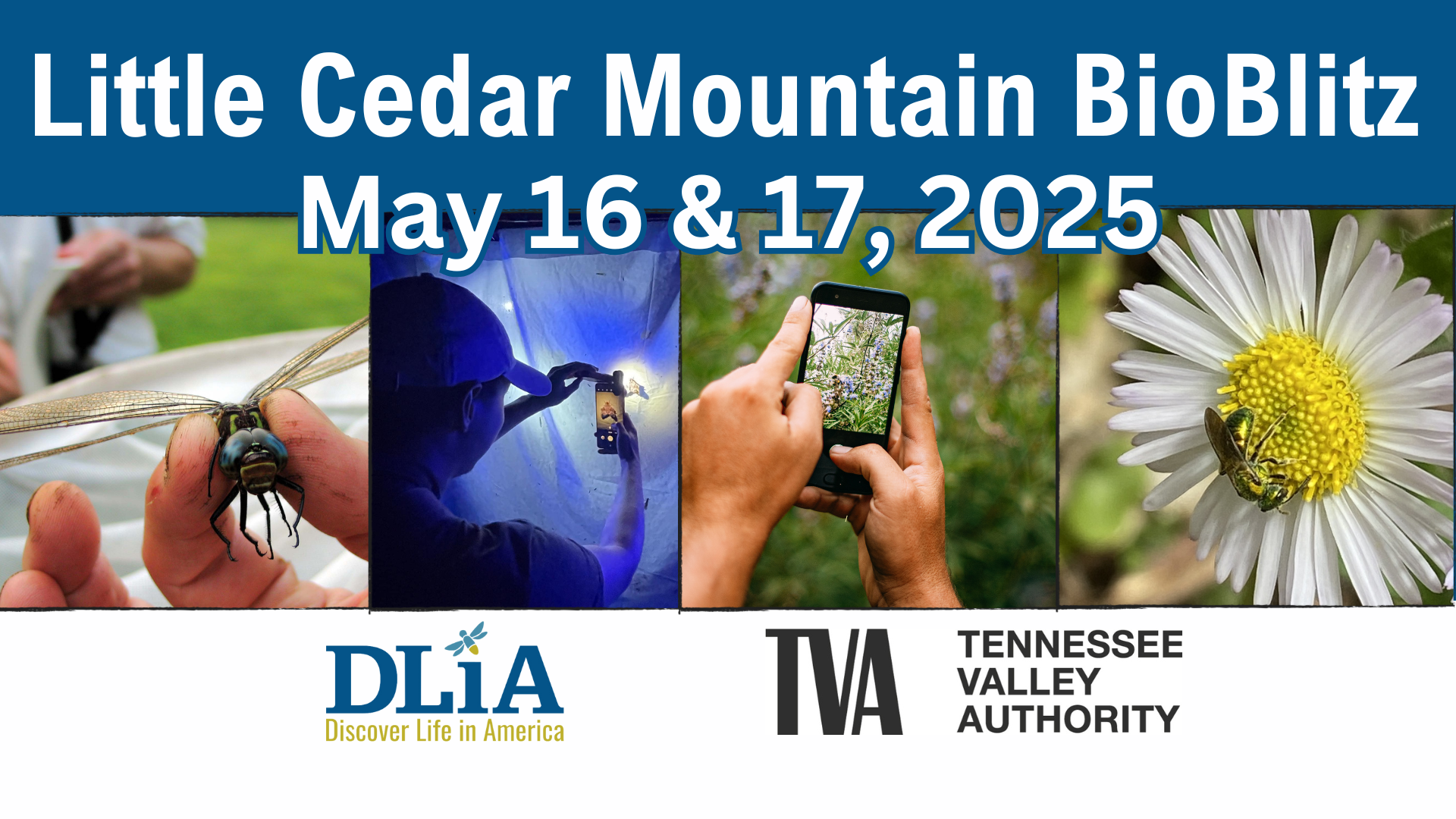 Little Cedar Mountain BioBlitz | DISCOVER LIFE IN AMERICA INC