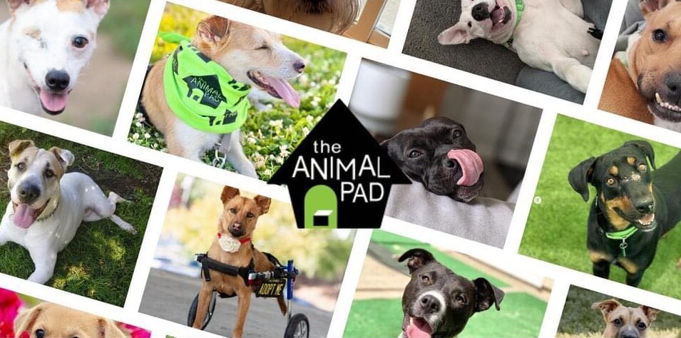 Make a Donation Online | The Animal Pad Dog Rescue in San Diego