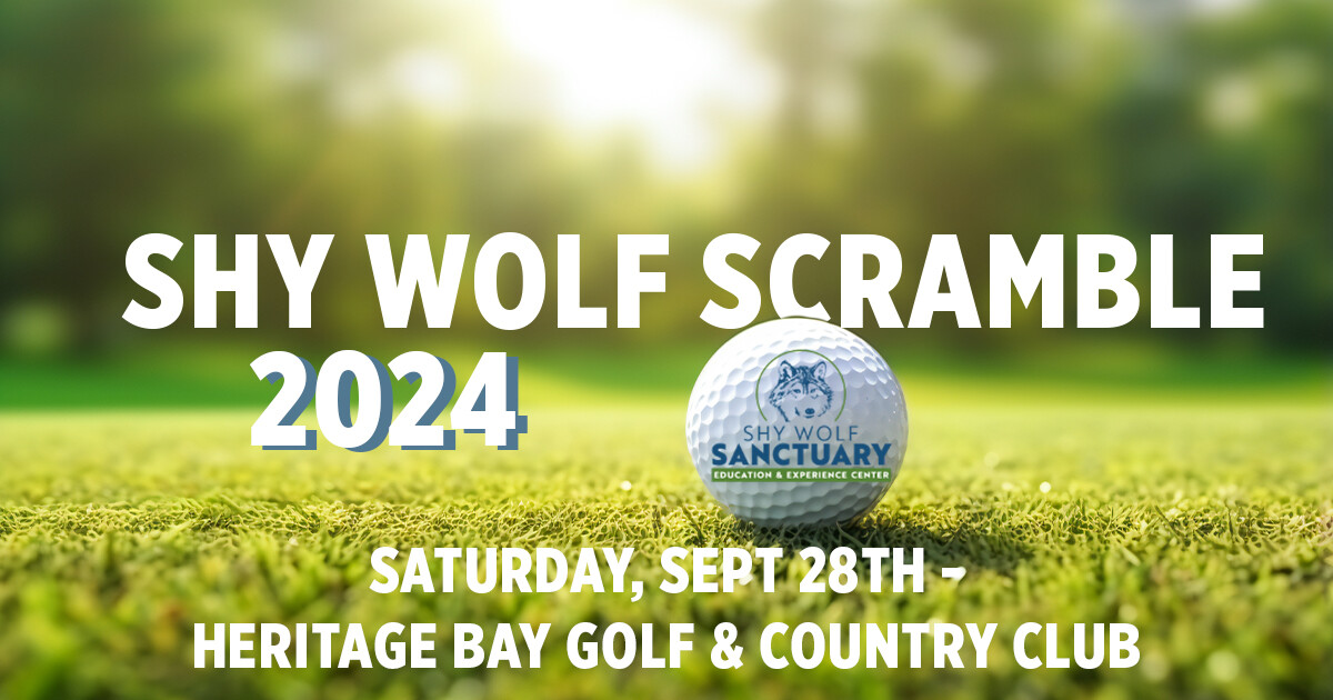 Shy Wolf Scramble 2024 | SHY WOLF SANCTUARY EDUCATION AND EXPERIENCE ...