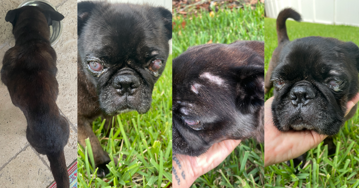 Medical Care for our Rescued Pugs