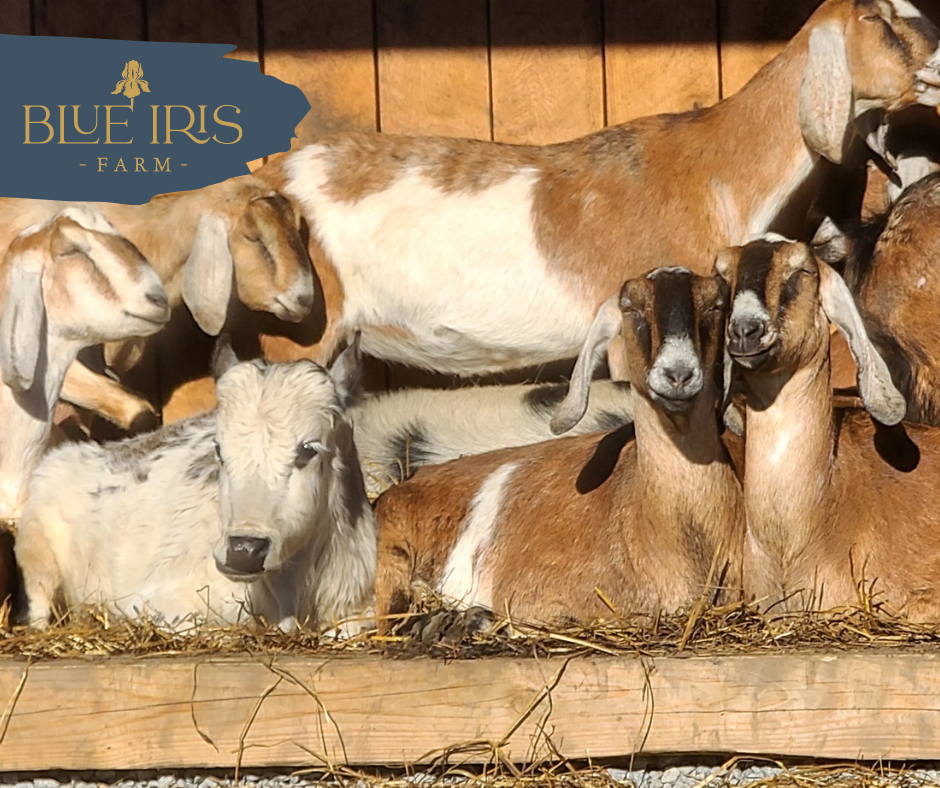 Blue Iris Farm Summer Make A Difference!