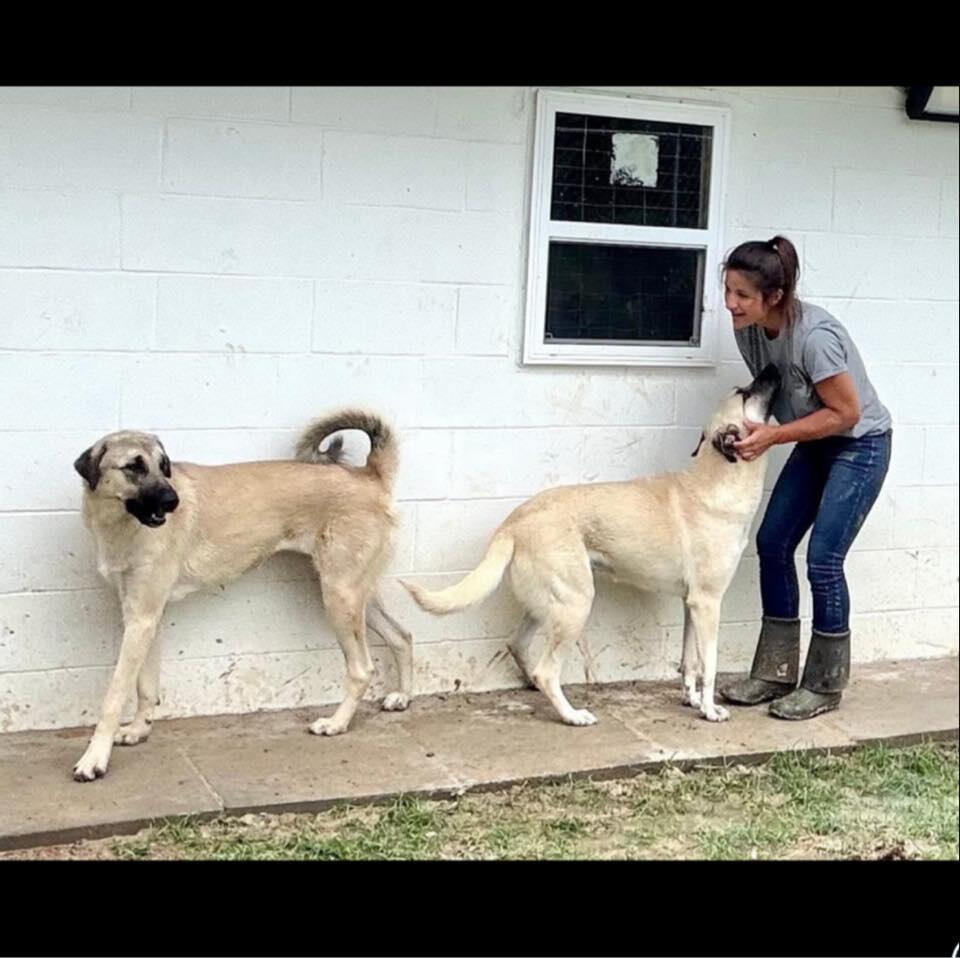 Paws of Hope