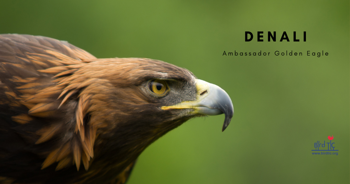 New and Enriched Housing for Bird TLC Ambassador Birds | Bird Treatment ...