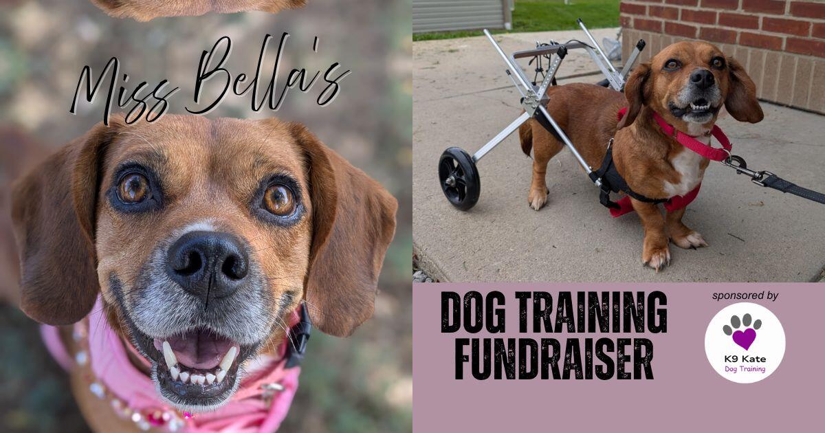 Bella's Joyful Journey to Therapy Dog | K9 Kate Inc
