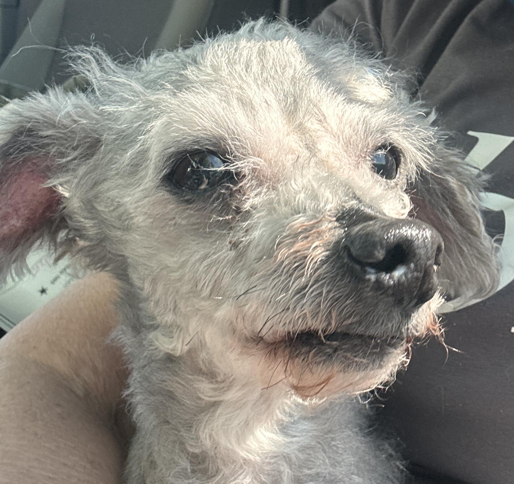 Goose's Cry for Help