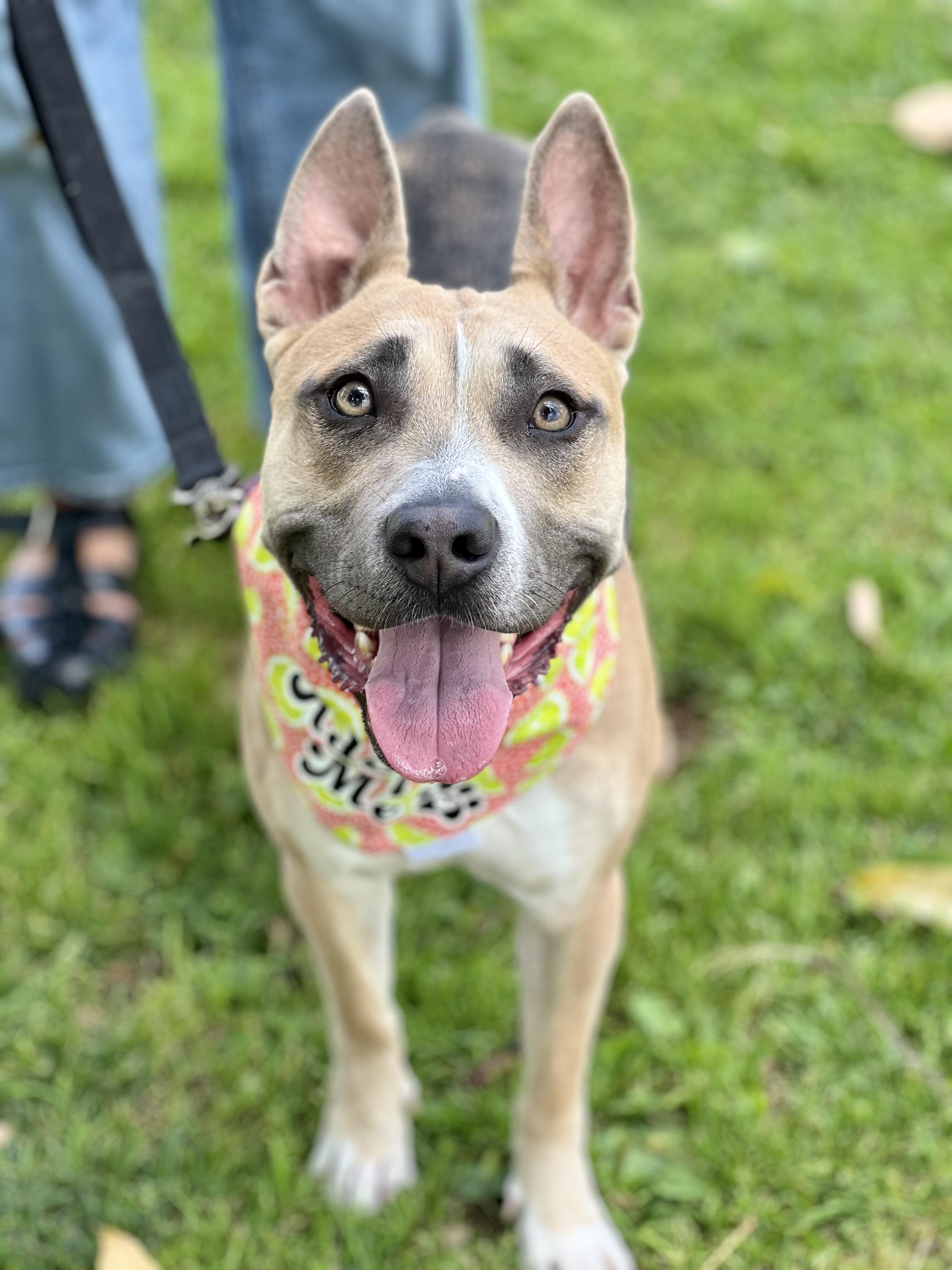Help Us Keep Lacy Safe & Loved
