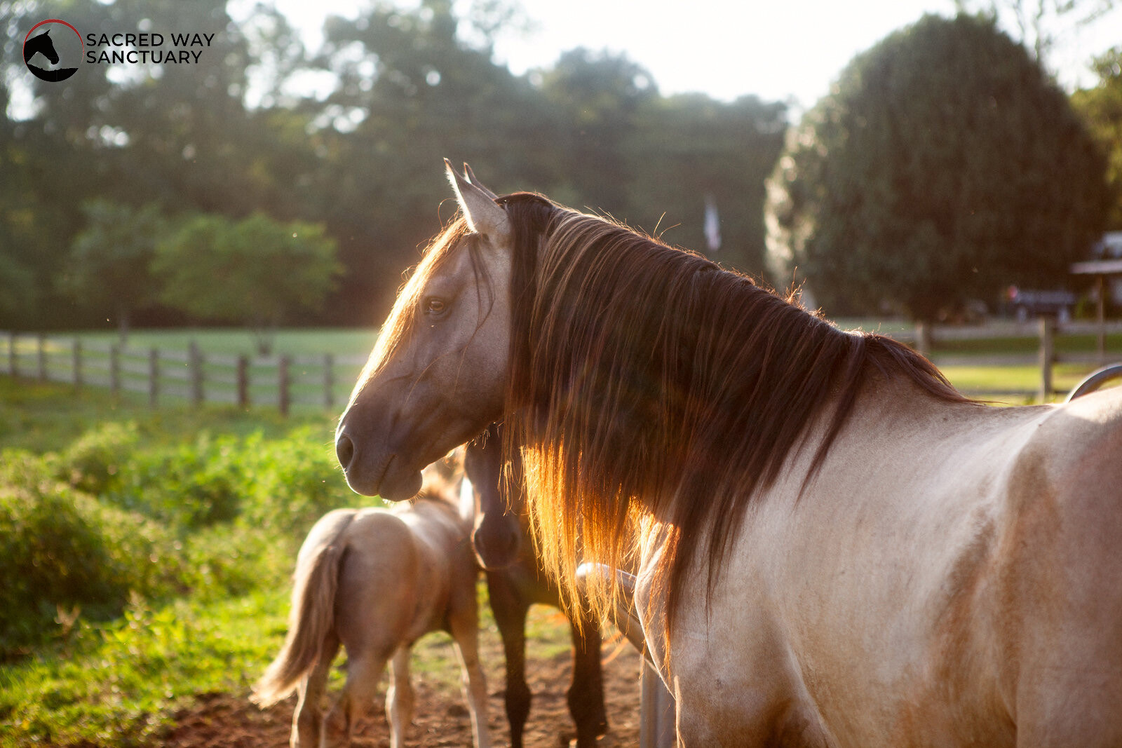 2024 Native American Horse Preservation & Research Program