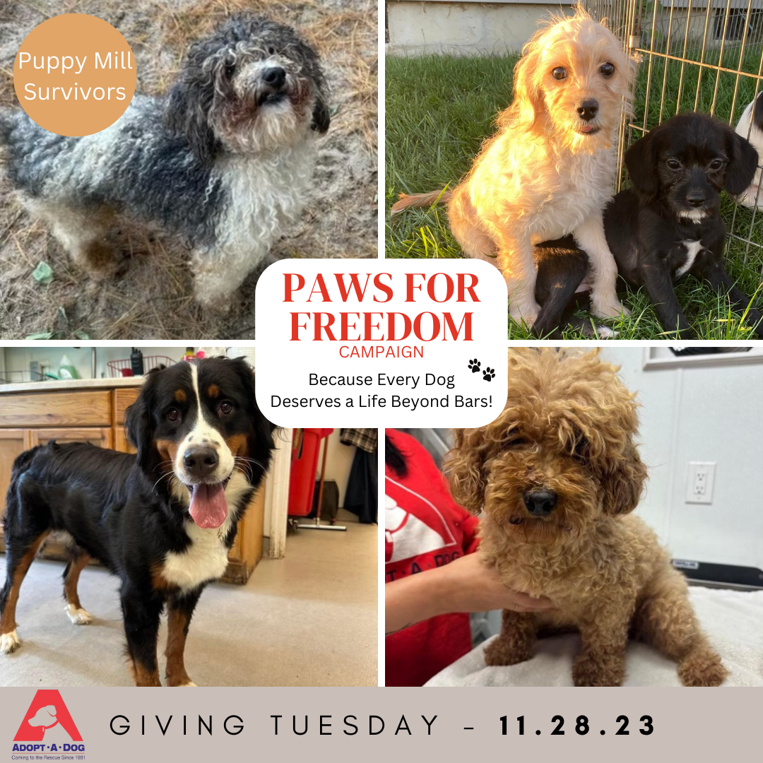 🌟 Paws for Freedom - Giving Tuesday Rescue Rally! 🌟