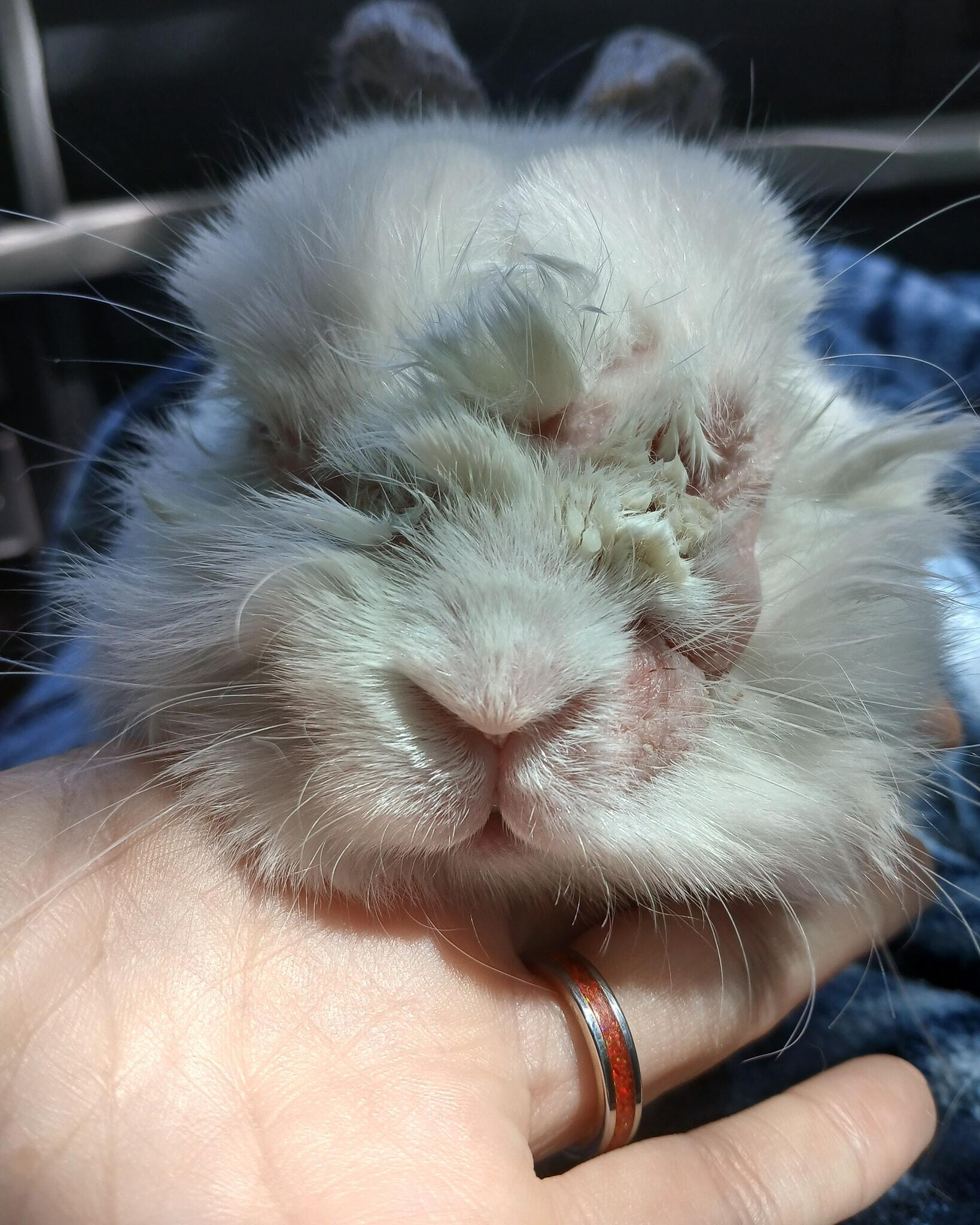Wayward Rabbits- Help save bunnies in crisis!