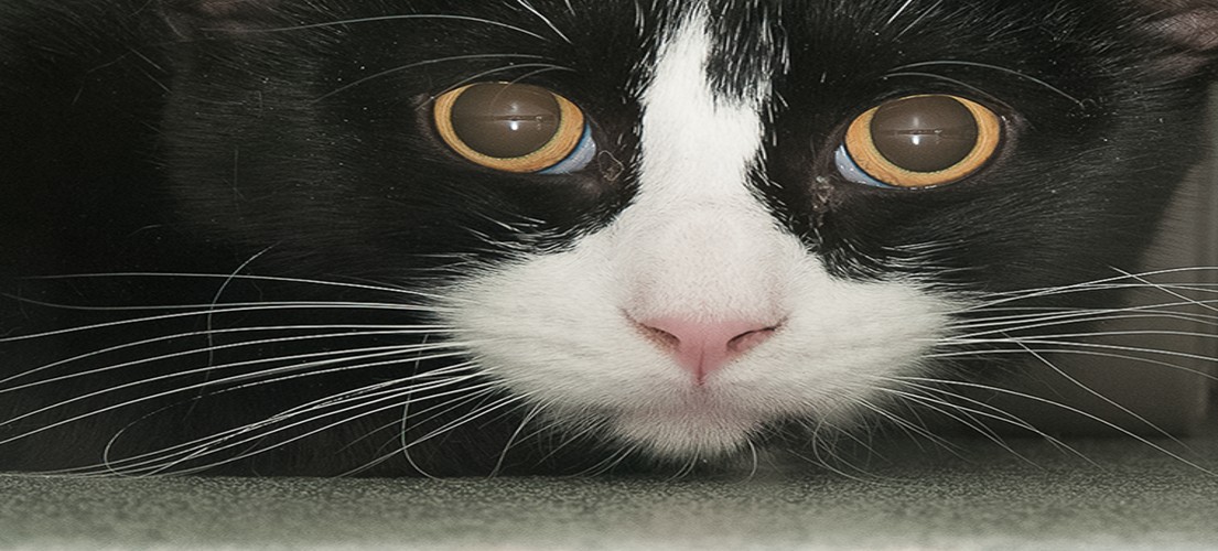 Support Kitty Quarters