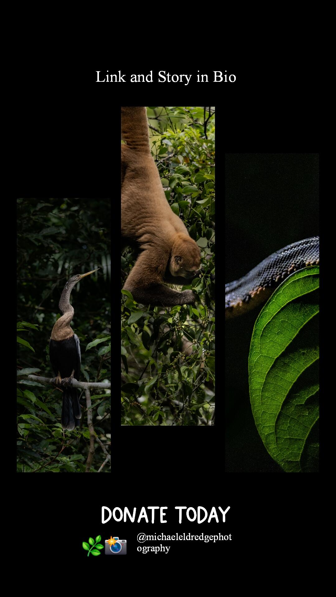 WILD Again: Back to the Amazon