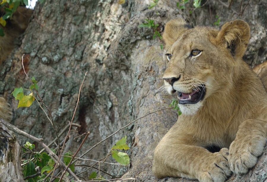 Support Save Wildlife Uganda