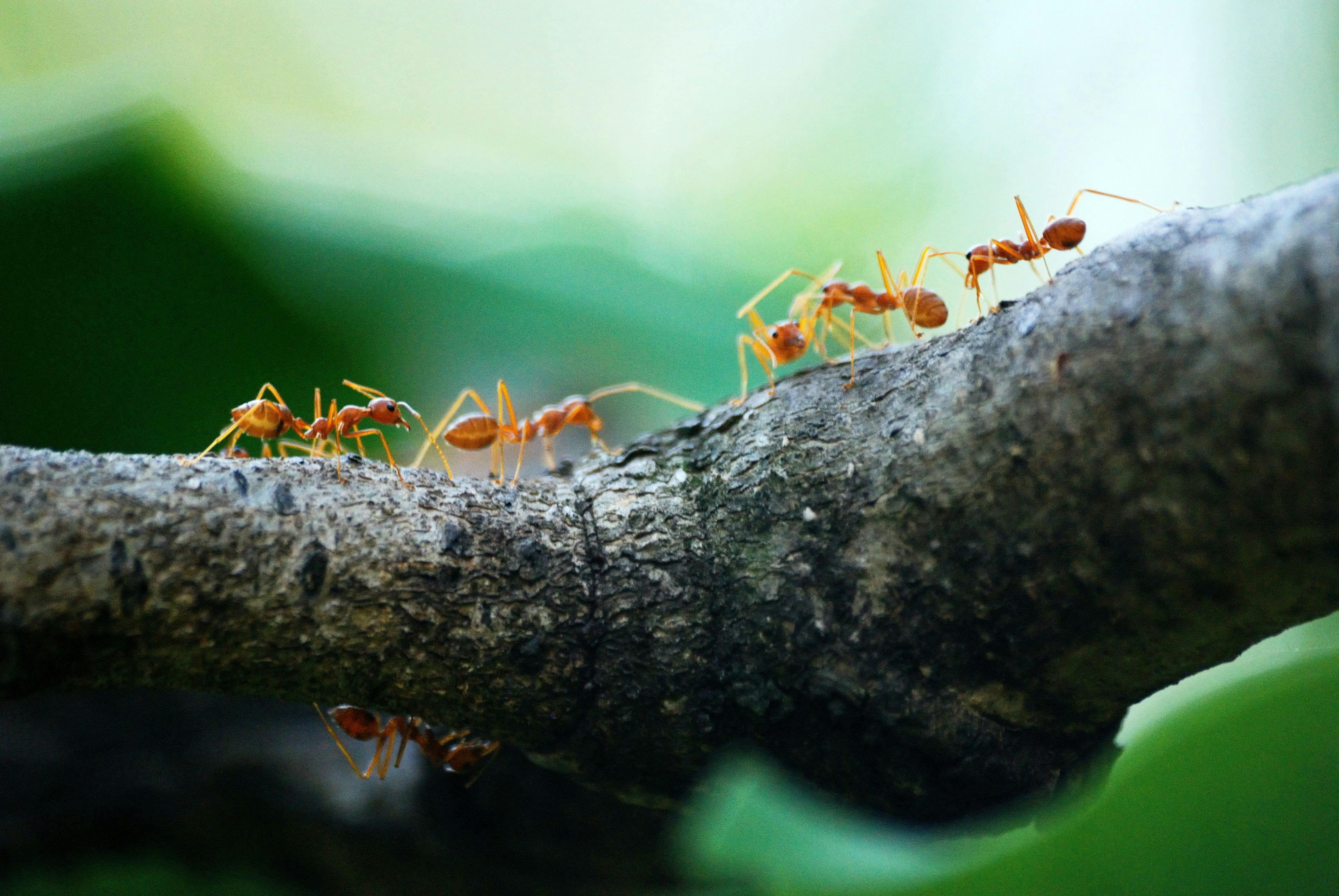 Angry Ants Community Chest - General Fund