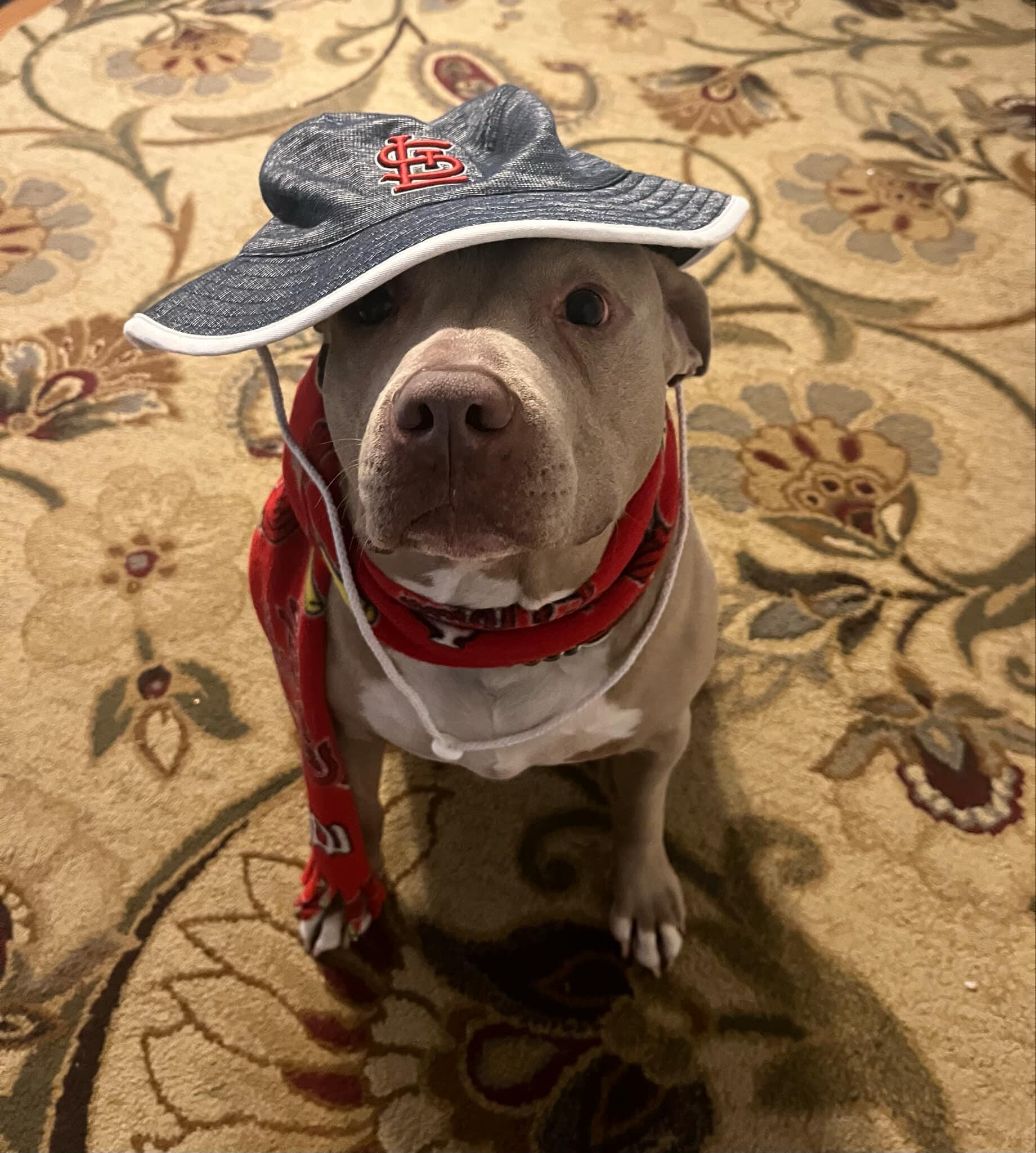 Easter Baskets 2025 | Pound Pets Inc