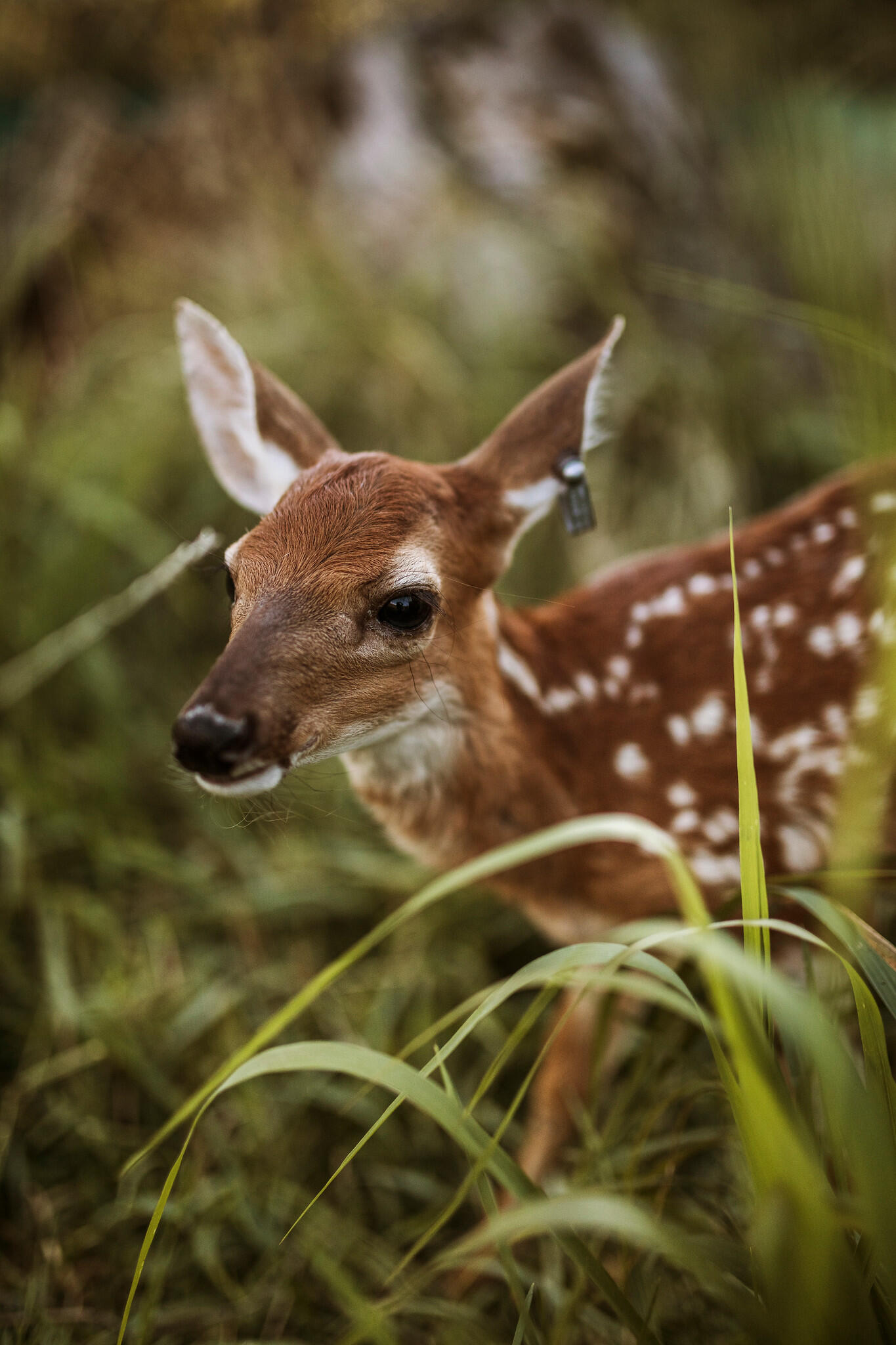 Fawn-Raiser 2025 | Edith Allen Wildlife Sanctuary