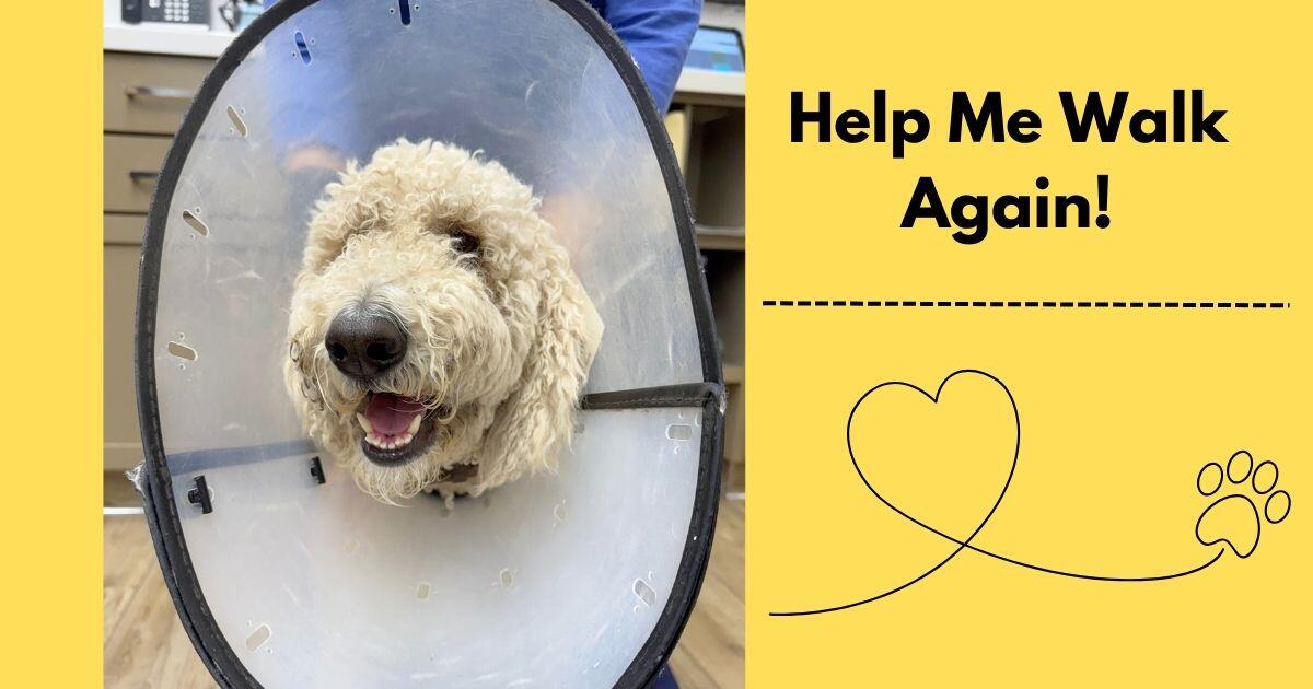 Help Zebia Get Back on Her Paws!
