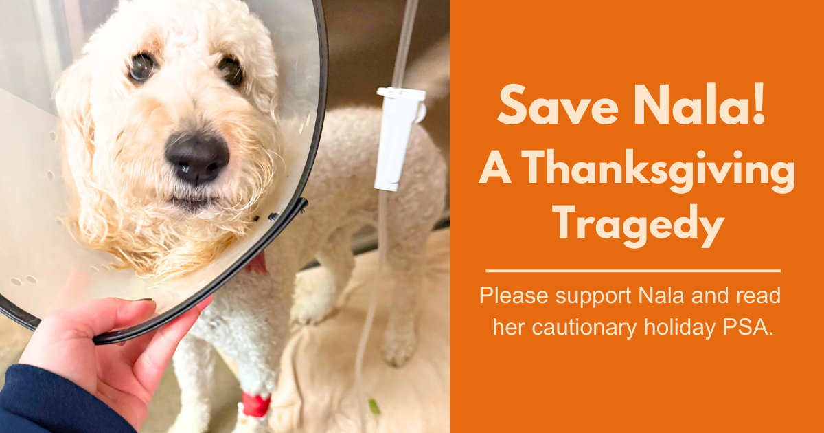Save Nala! A Thanksgiving Tragedy