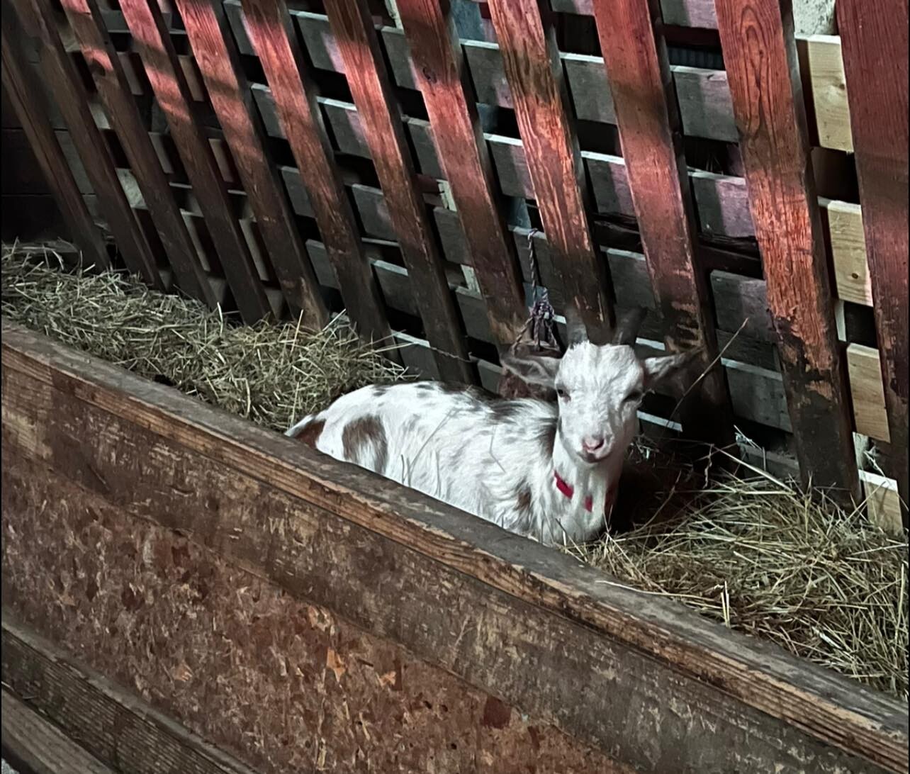 Ranch Visit | RRR Sanctuary