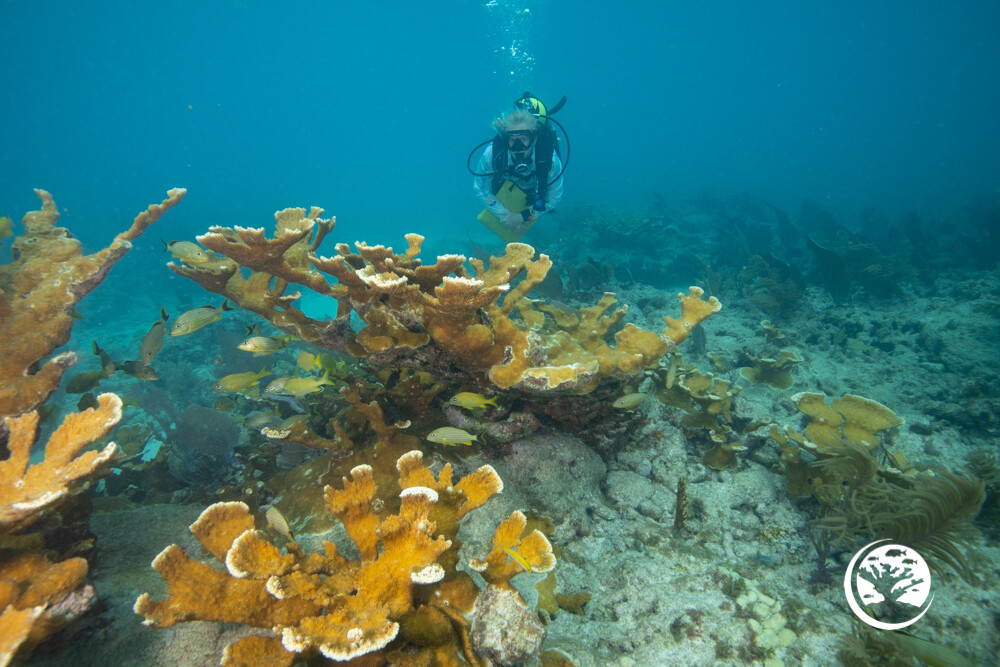 Donate to Reef Renewal USA