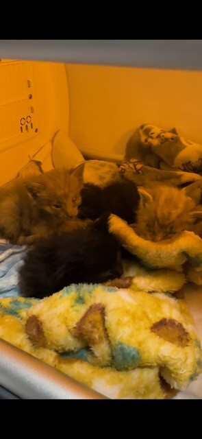 Veterinary care for discarded lives | Neonatal Kitten Rescue of the ...