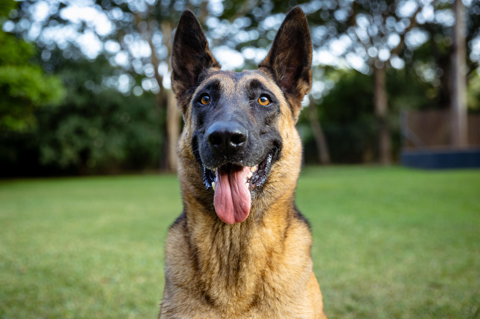 Double the Impact. Protect Wildlife. 🐾 | Kuru the Conservation Dog