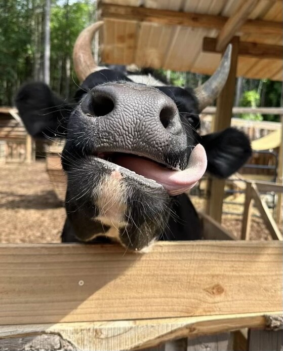 Happy Misfits Monthly Giving!