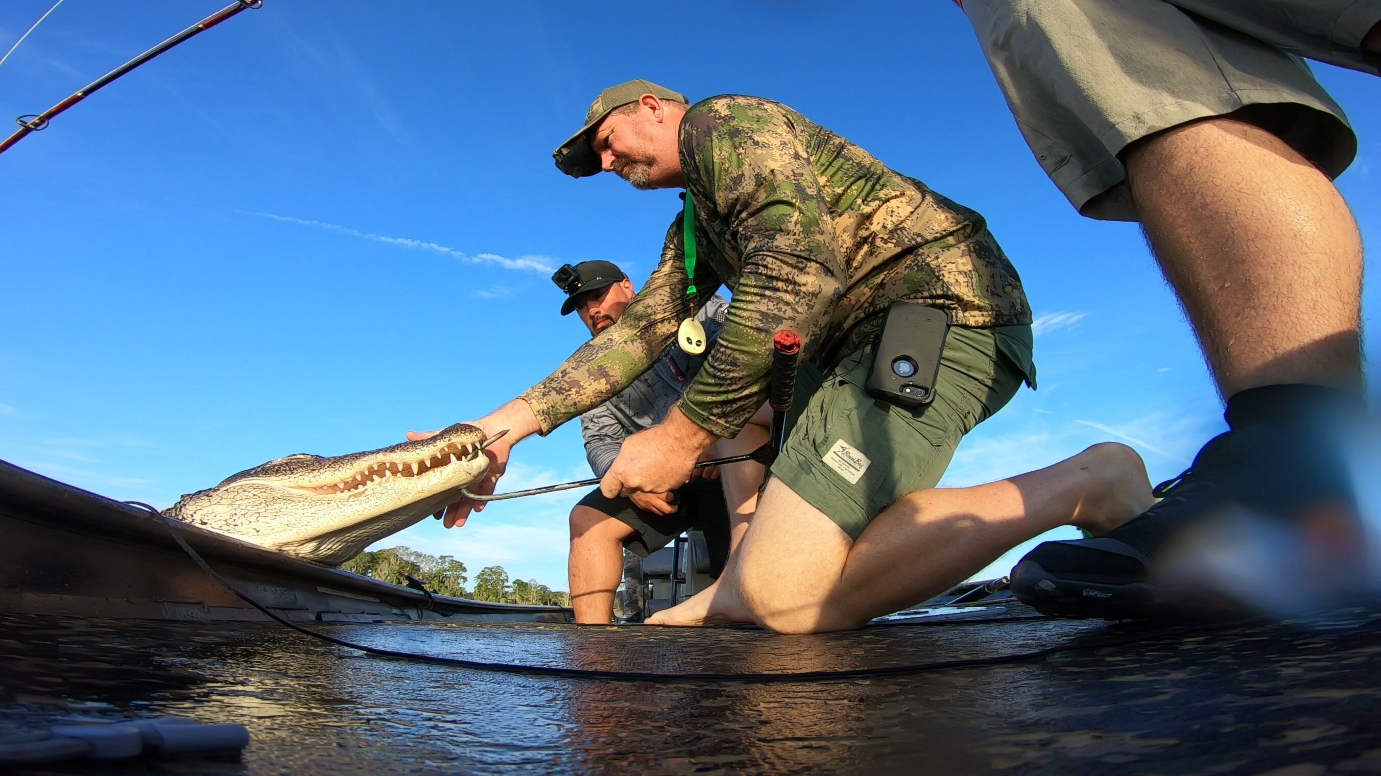 Gator Hunts For Heroes