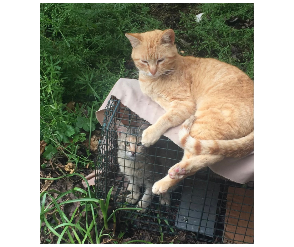 TNR Fund