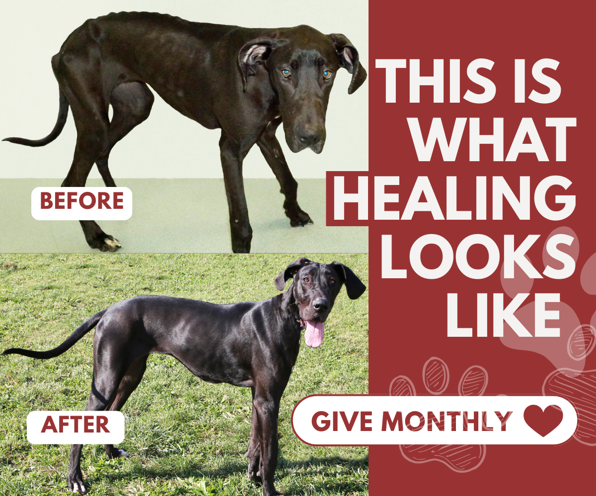 Join PAW | Partners in Animal Welfare 🐶