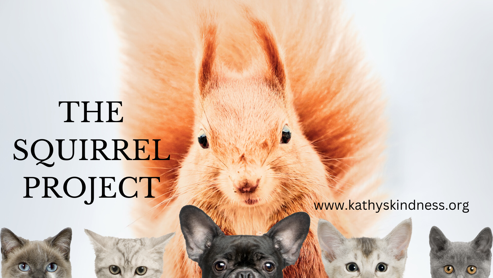 The Squirrel Project