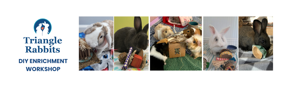 DIY Enrichment Workshop