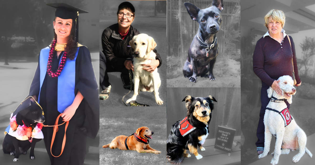 Donating to Service Dog Training Program