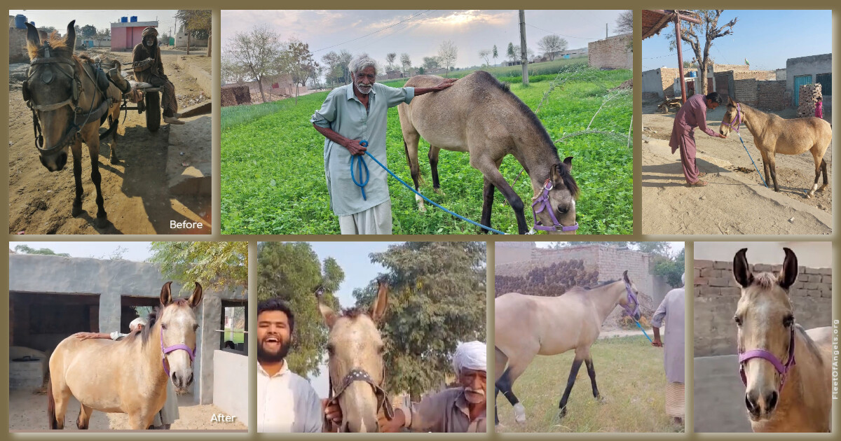 Rani the Pakistani Cart Horse