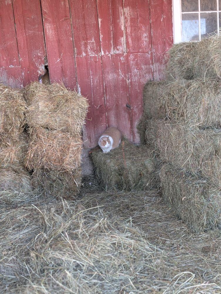 Urgent! Large hay delivery with match, please help.