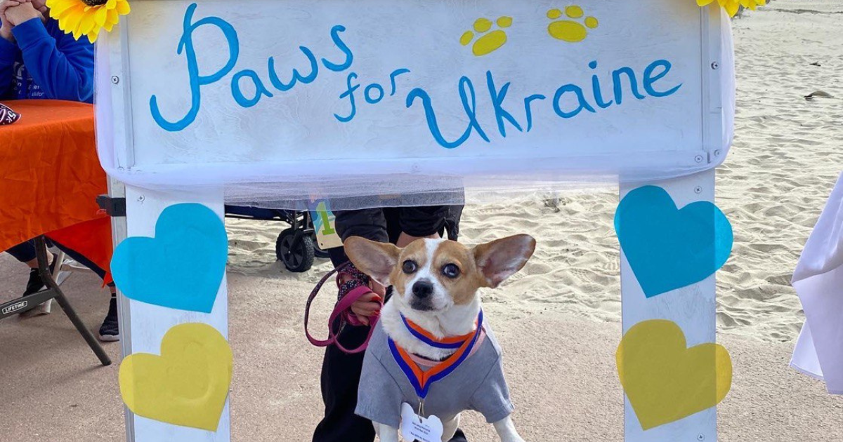 Help Animals in Ukraine