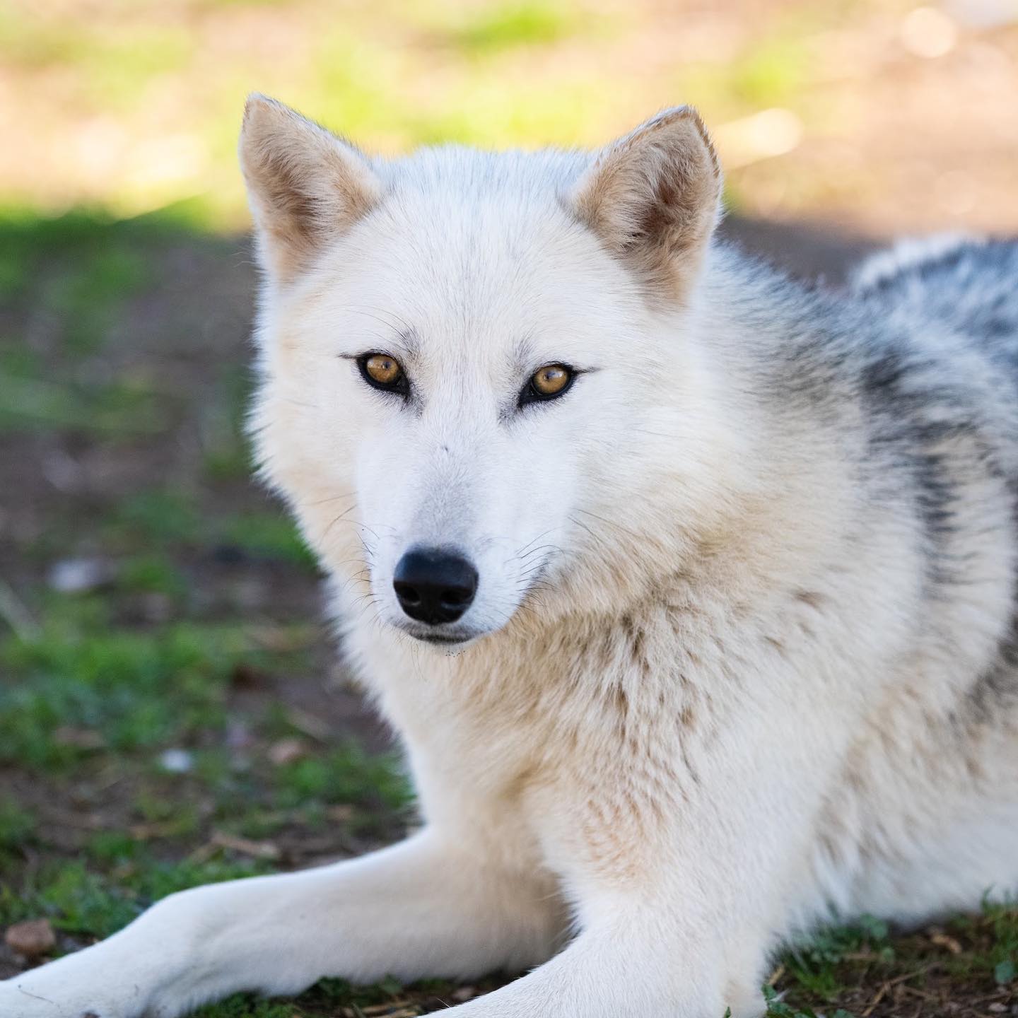 Save WHAR Wolf Sanctuary