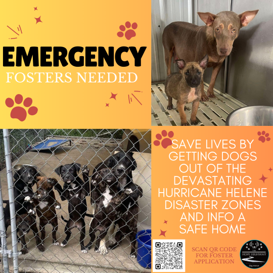 Hurricane Helene Rescue Help