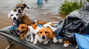 No Pet Left Behind during or after a storm.