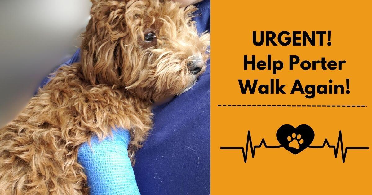URGENT: Help Save Porter!