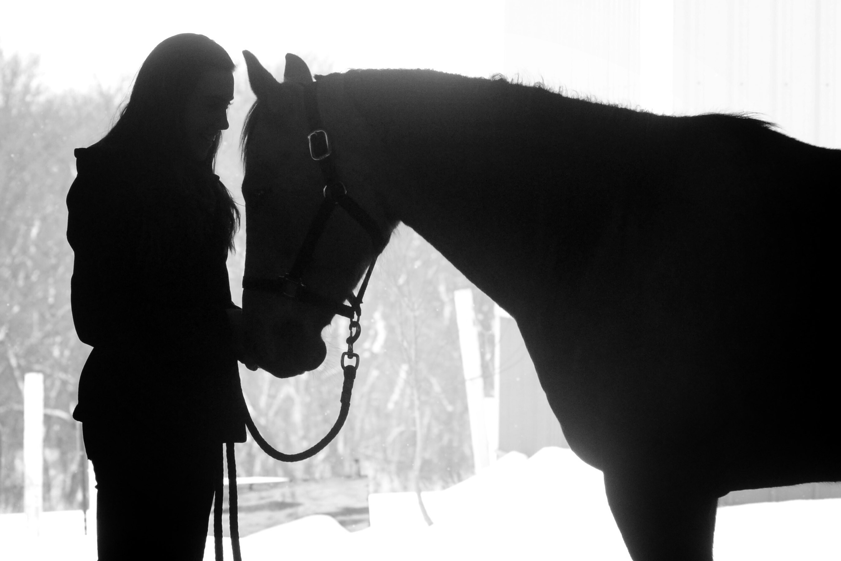 Mental Health Horse Programs For Youth And Teens mental-health-horse-programs-for-youth-and-teens