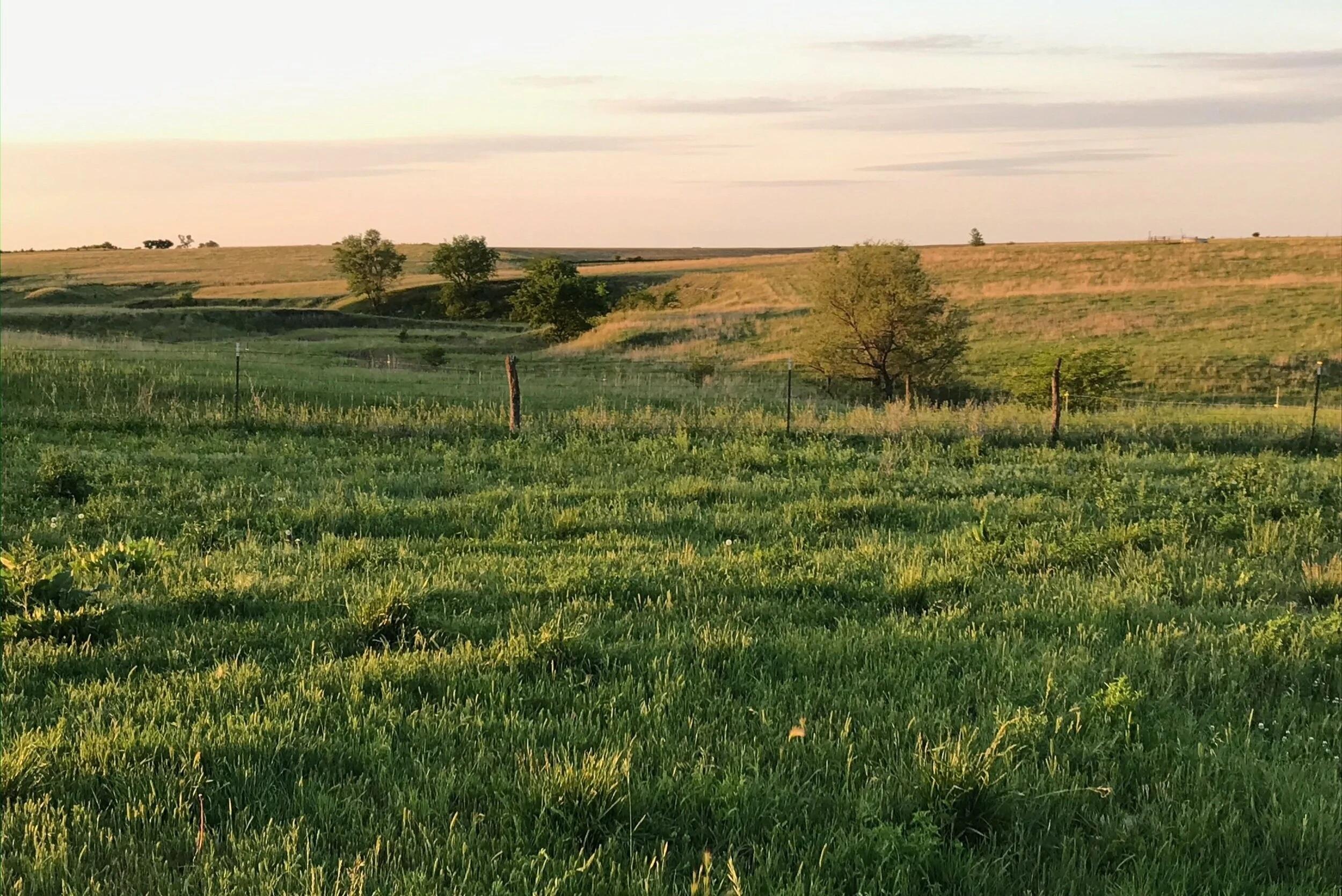 A Piece of Kansas Soil Prairie Project | A Piece of Kansas Ltd