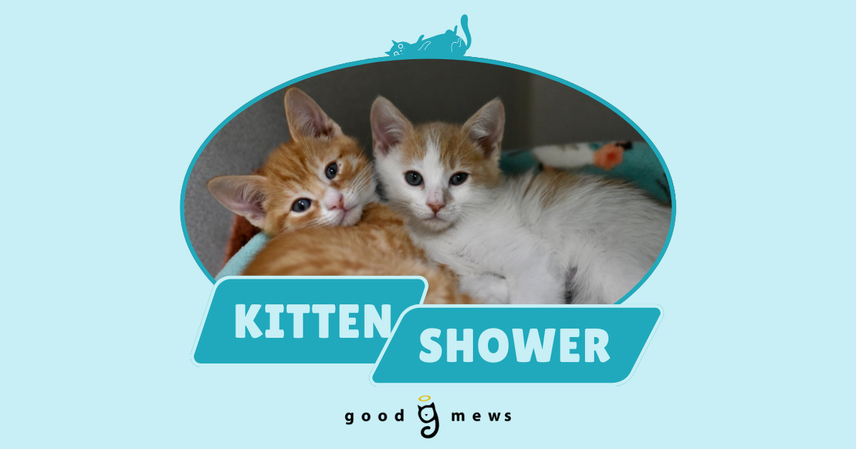 Good Mews Kitten Shower | GOOD MEWS ANIMAL FOUNDATION INC