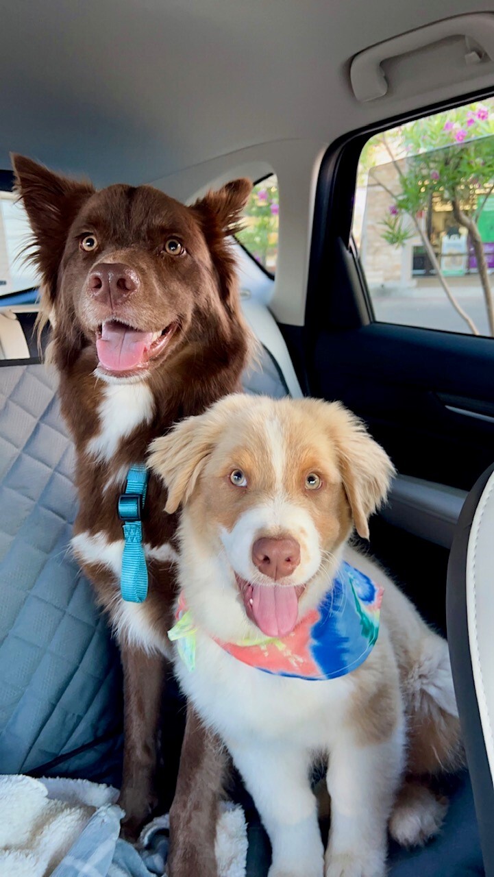 Michaels CARES Cute Pet Contest | Michaels CARES