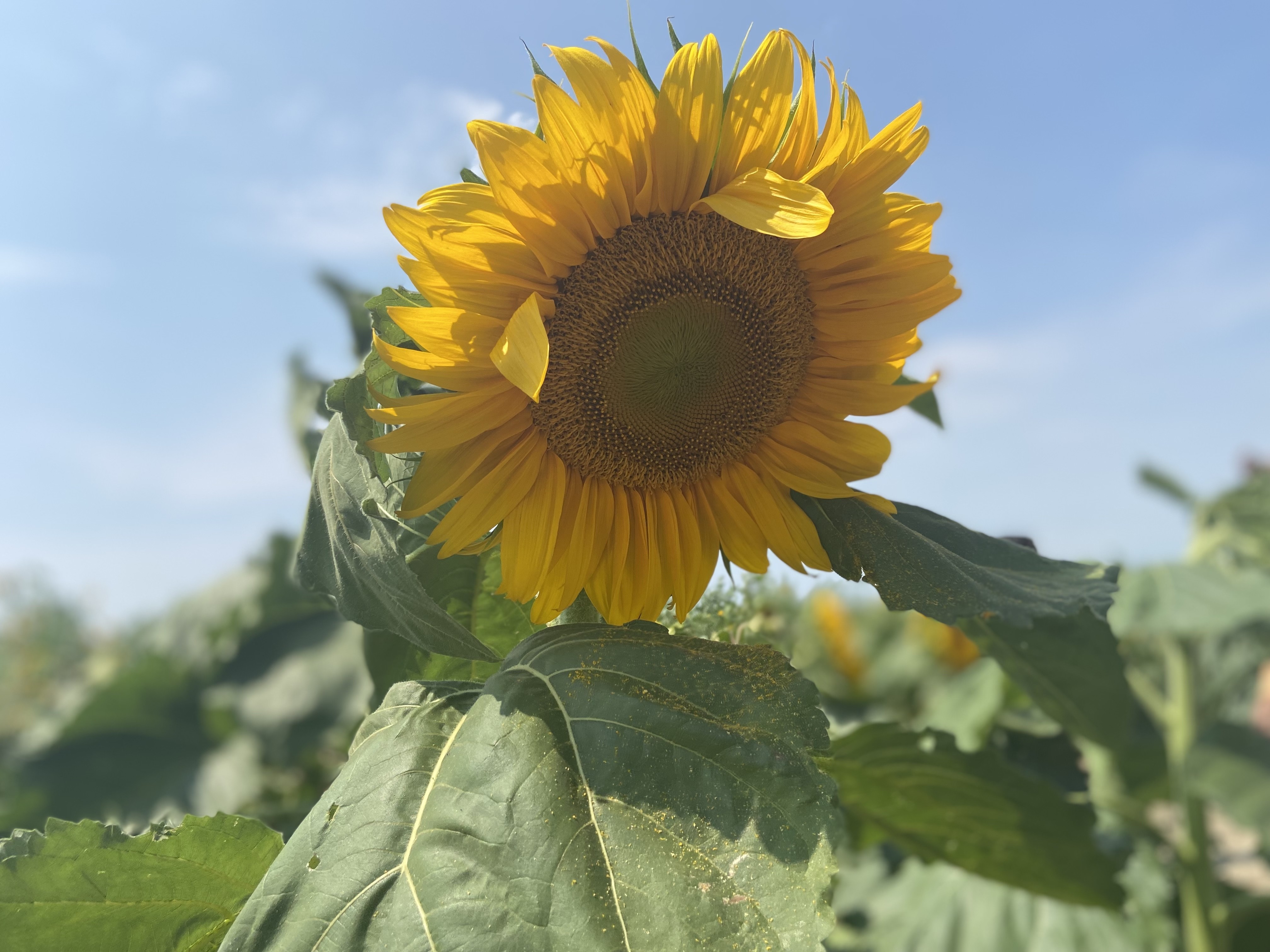 RVC Krispy Kreme Donuts Fall 21