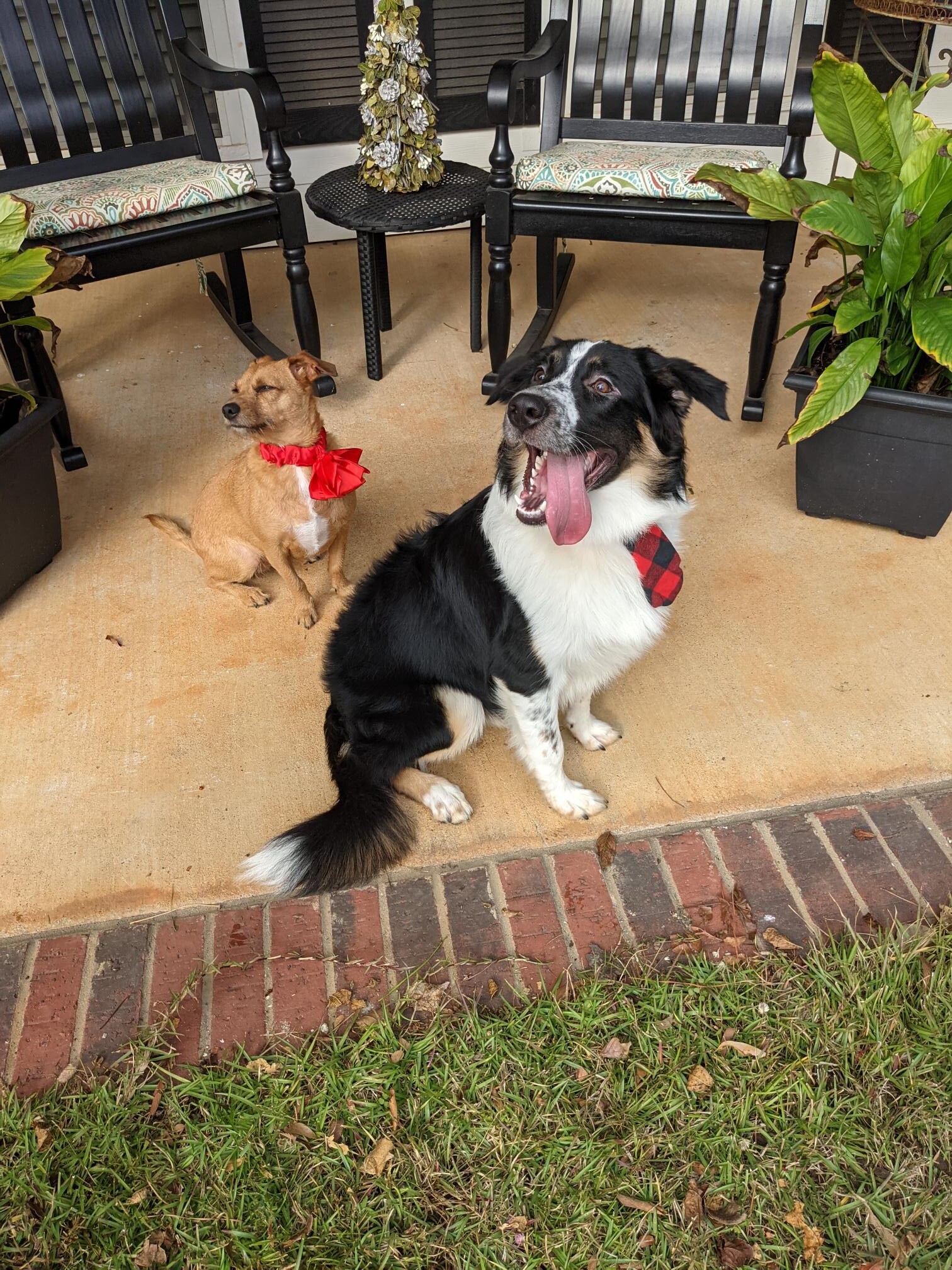 Michaels CARES Cute Pet Contest