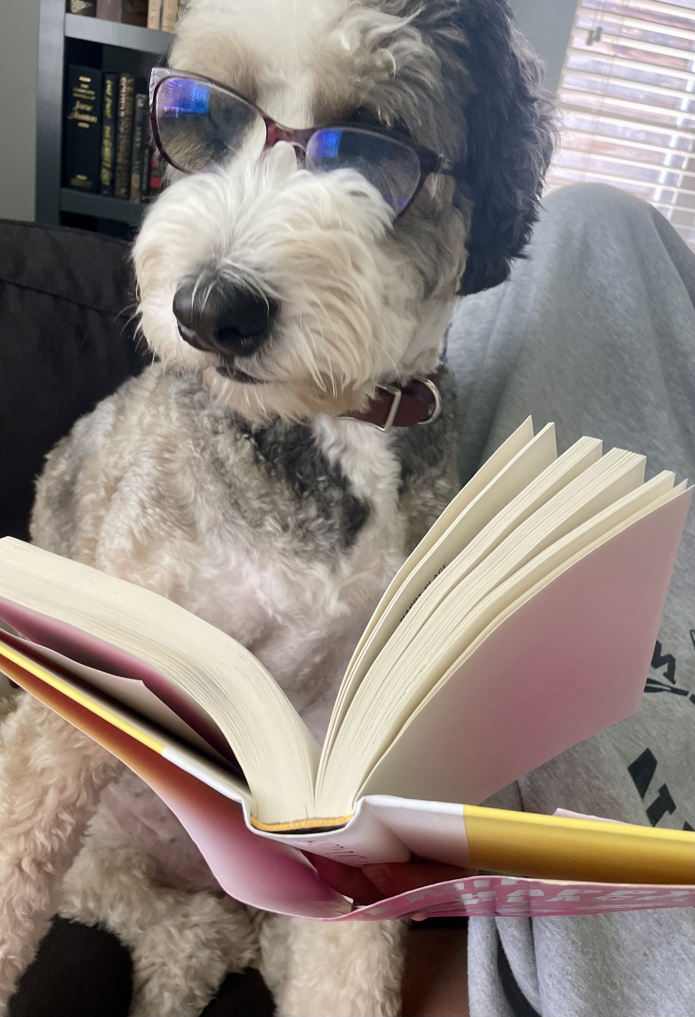 Michaels CARES Cute Pet Contest