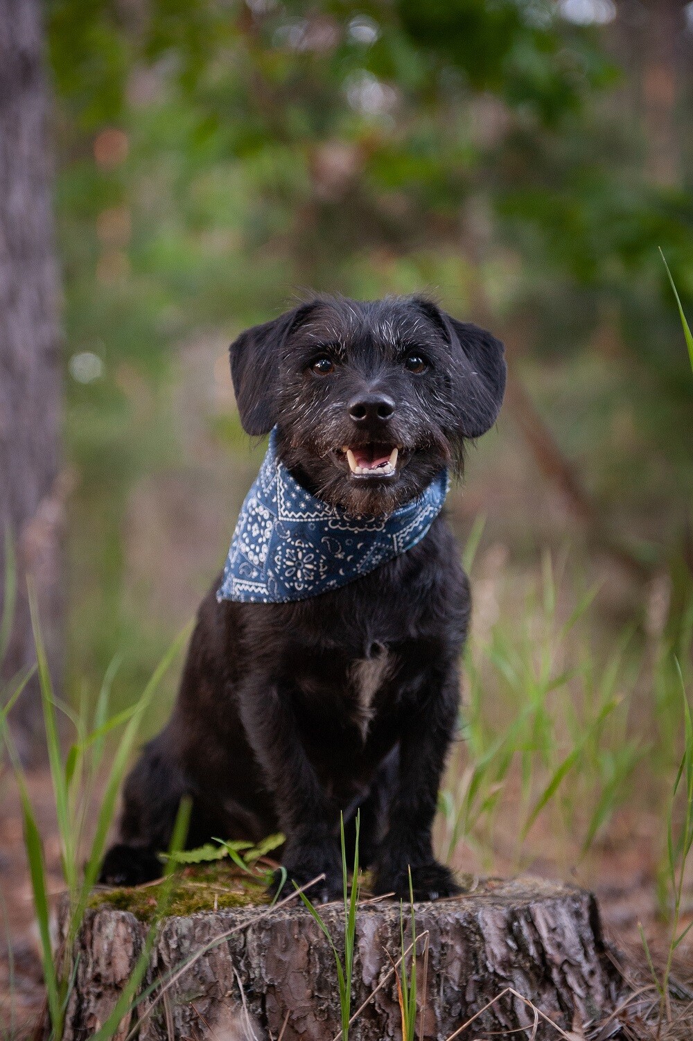 Ruff Start Rescue Tails & Trails 2024 | RUFF START RESCUE INC